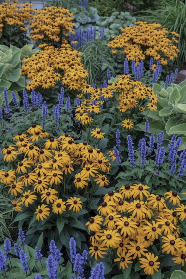 Perennial Flower Garden Design Tips
